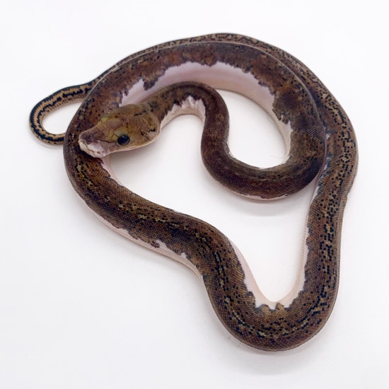 2020 Female Pied Retic Reticulated Python by J&M Reptiles