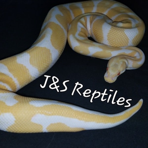 J and S Reptiles - MorphMarket