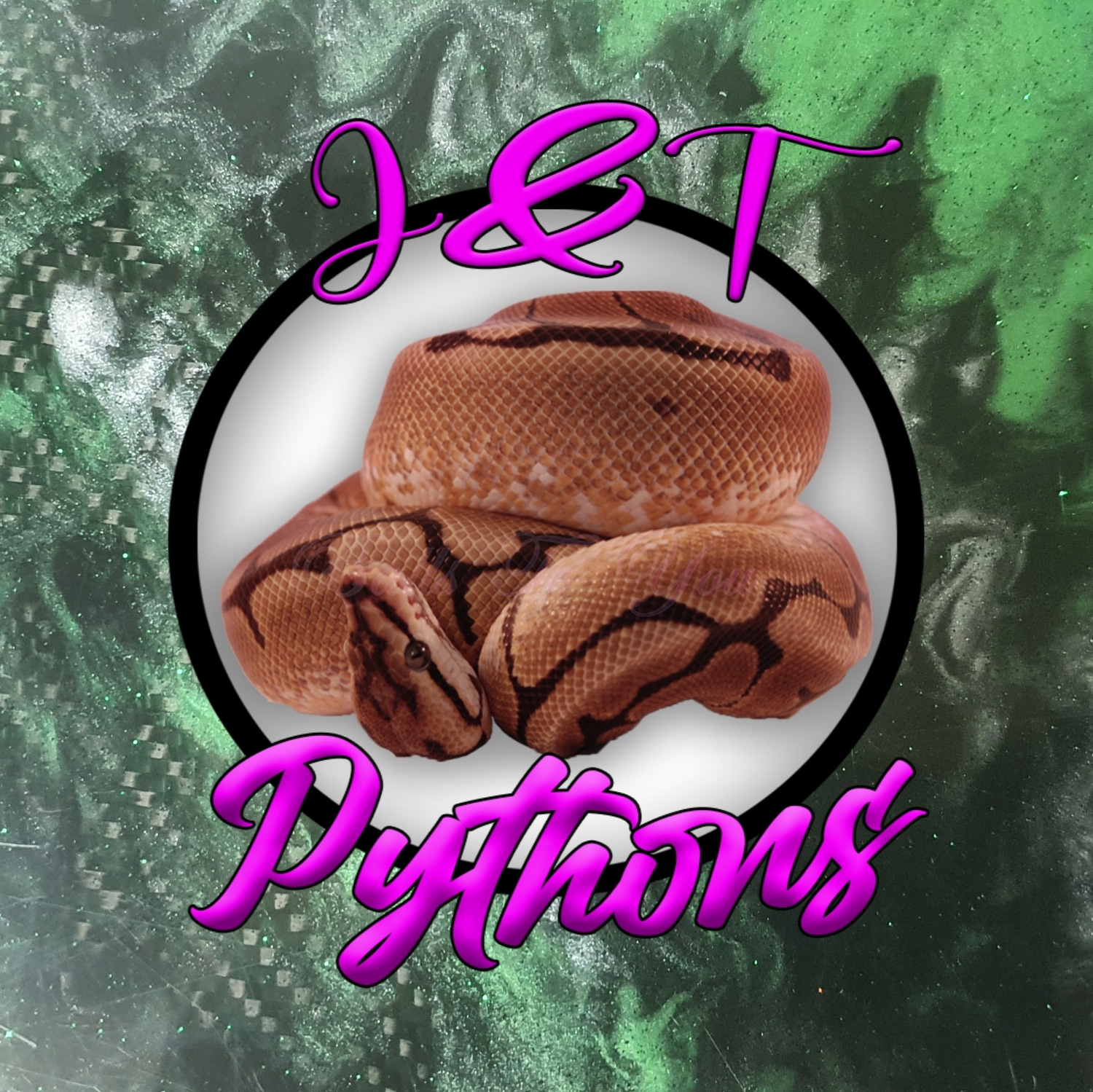 Ball Python Clutch: J&T223 by J&T Pythons - MorphMarket