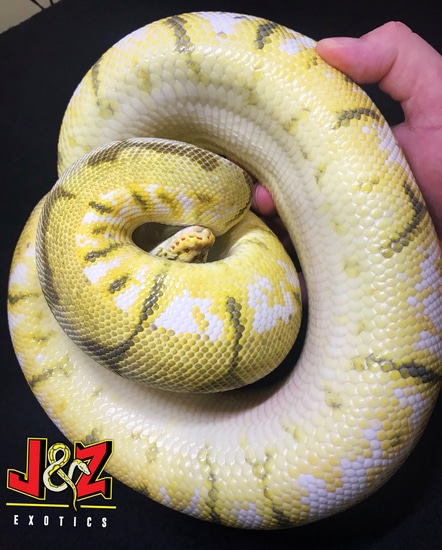 Killer Bee Female Proven Breeder Ball Python by J & Z’s Exotics