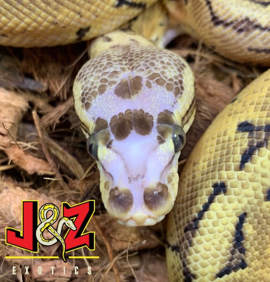 Killerblast Scaleless Head Ball Python by J&Z’s Exotics