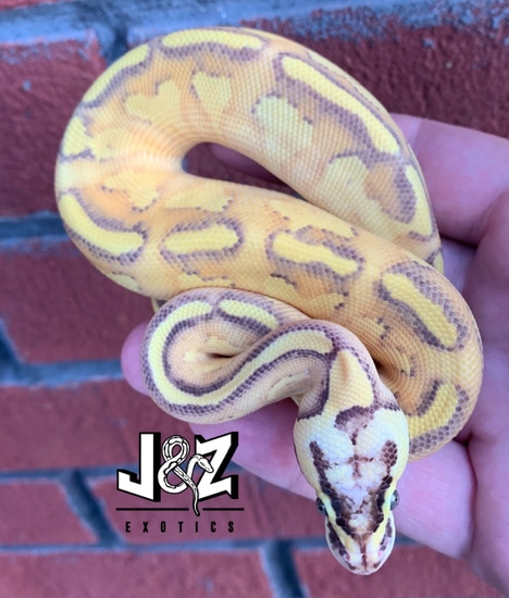 Pastel Enchi Bypass Puma Gravel Ball Python by J&Z’s Exotics