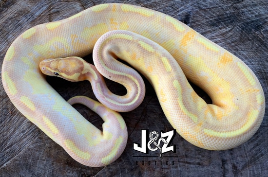 Banana Mardi Gras, Banana Enchi Freeway Ball Python by J & Z’s Exotics