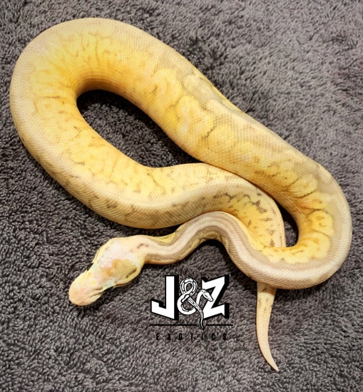 Sterling Bee Yellow Belly Ball Python by J & Z’s Exotics