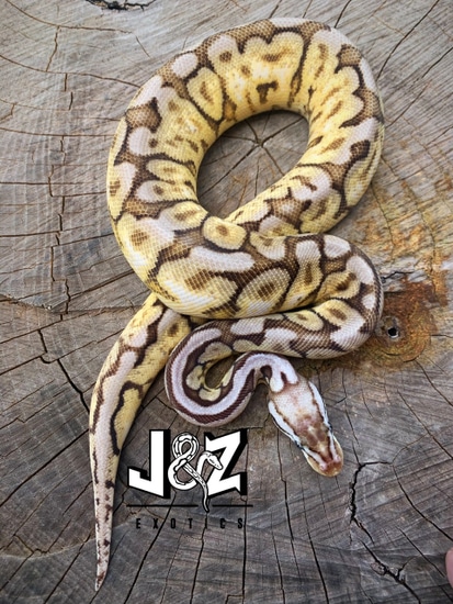 Pewter Bee Yellow Belly Ball Python by J & Z’s Exotics