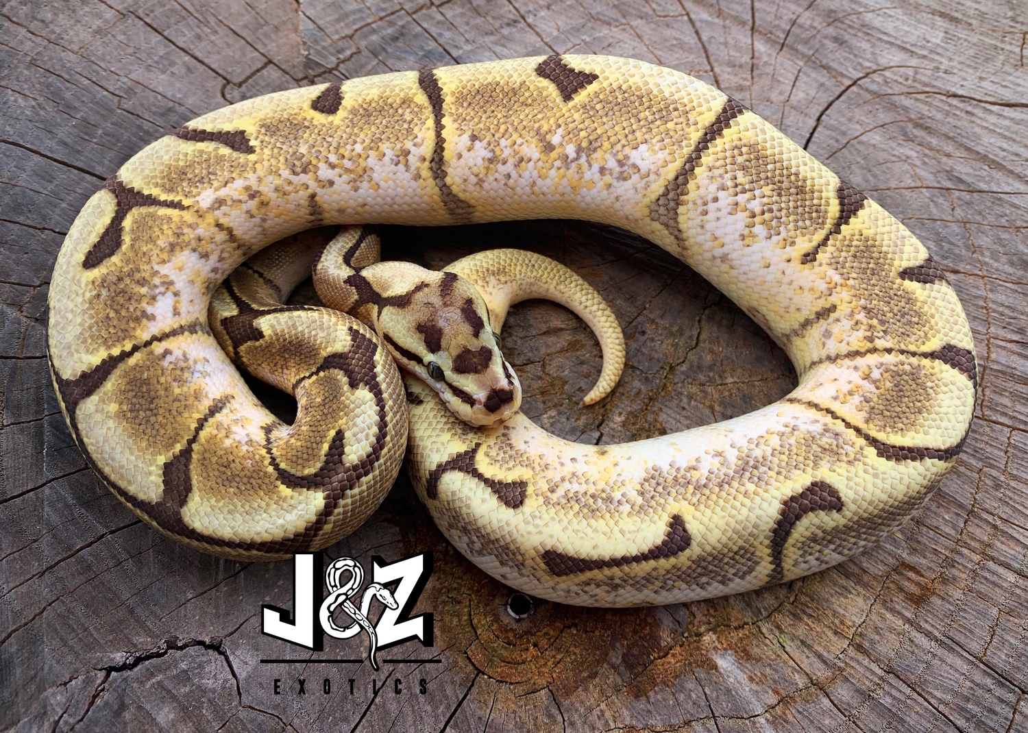Fire Spider Enchi Possible Yellow Belly 50% Het Pied Ball Python by J ...