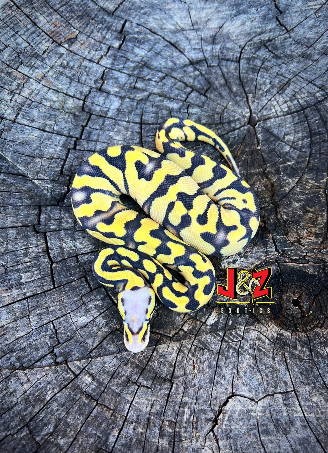 Desert Ghost Super Pastel Enchi Ball Python by J & Z’s Exotics - MorphMarket
