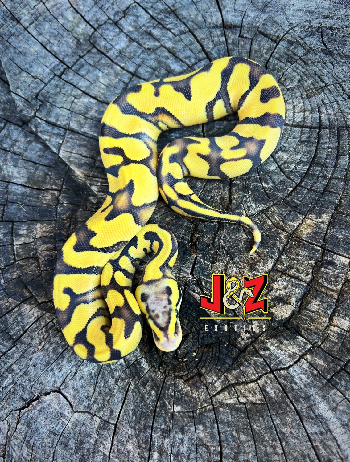 Desert Ghost Pastel Enchi Ball Python by J & Z’s Exotics - MorphMarket
