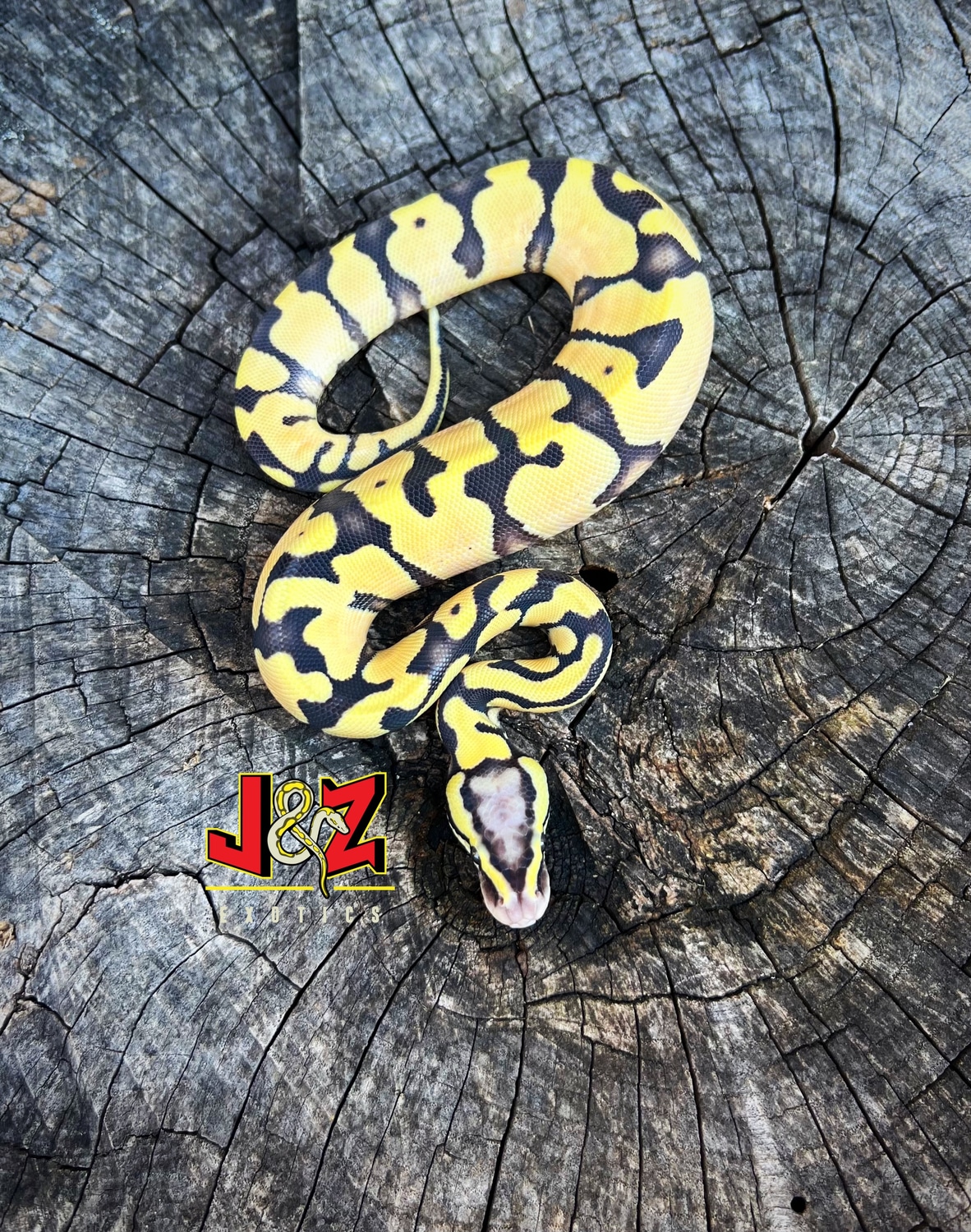 Desert Ghost Enchi Pastel Ball Python by J & Z’s Exotics - MorphMarket