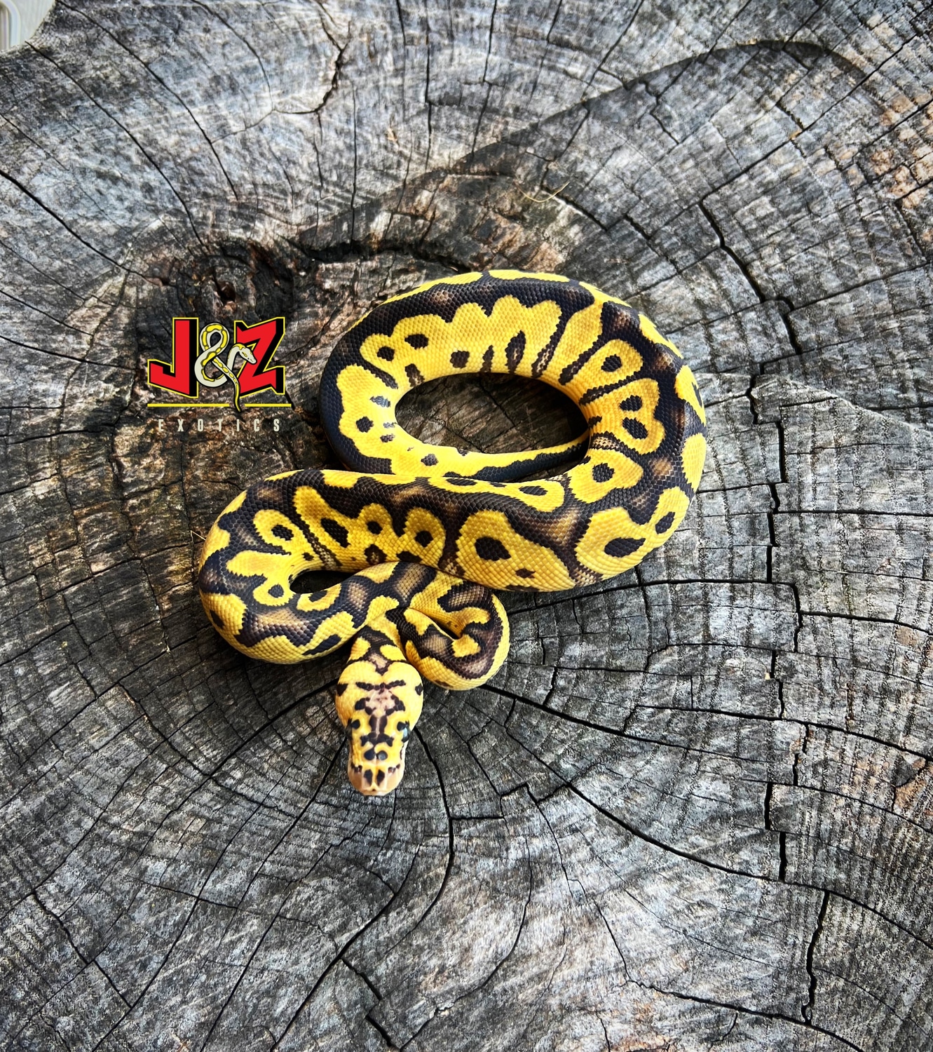 Pastel Clown Ball Python by J & Z’s Exotics - MorphMarket