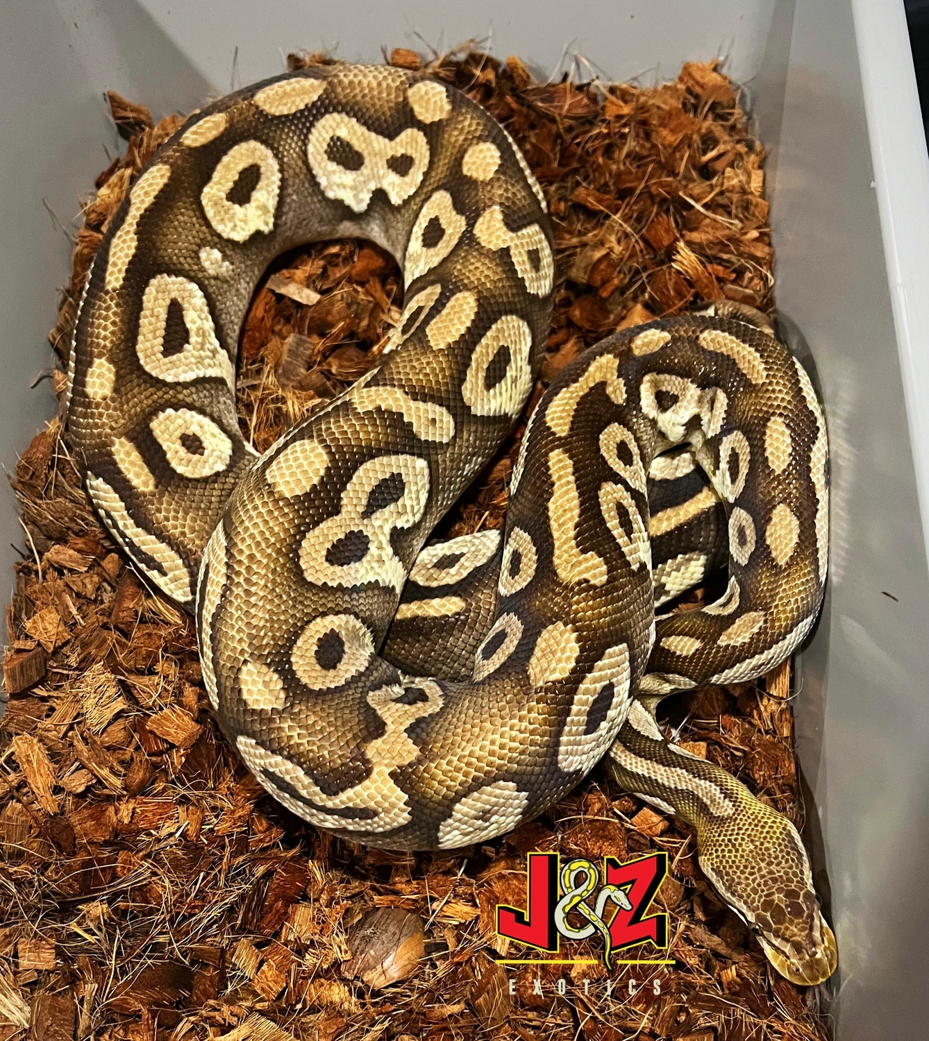 Pastel Mojave Ball Python by J & Z’s Exotics - MorphMarket