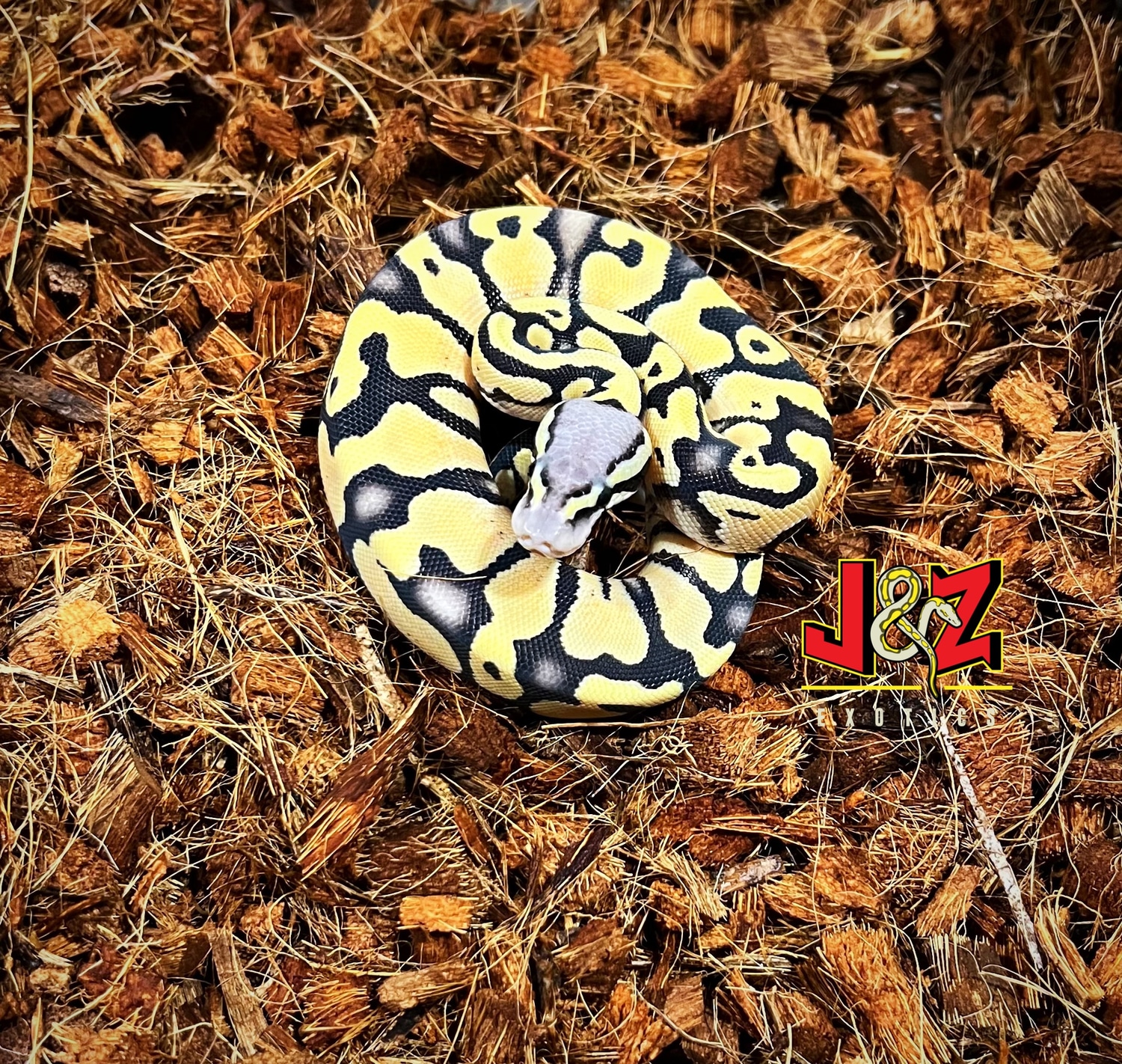 Super Pastel Desert Ghost Ball Python by J & Z’s Exotics - MorphMarket