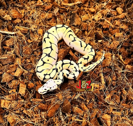 Desert Ghost Killer Bee Ball Python by J&Z’s Exotics