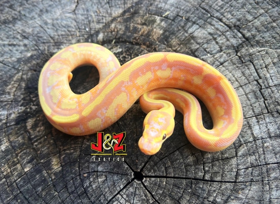 Banana Enchi Asphalt Spark Ball Python by J & Z’s Exotics