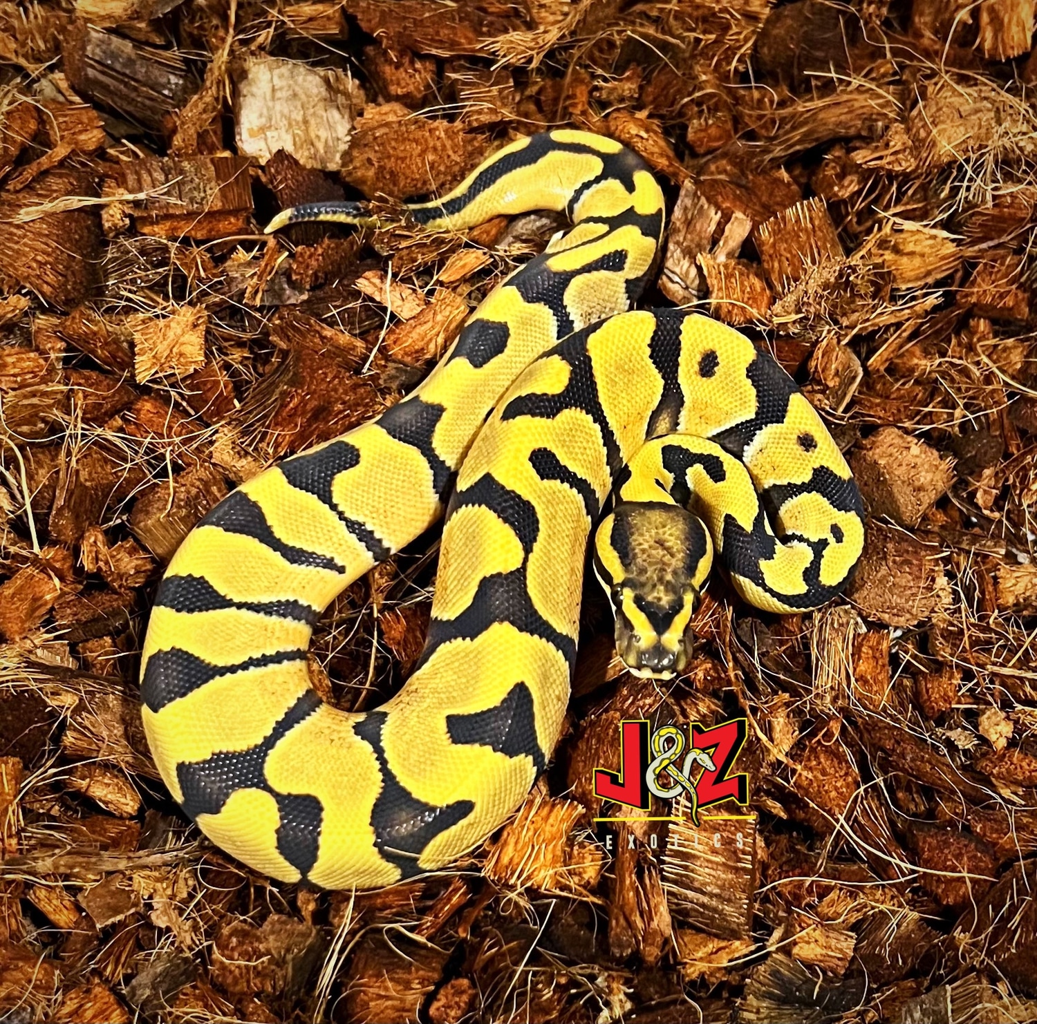 Enchi Desert Ghost Ball Python by J & Z’s Exotics - MorphMarket