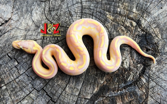 Pastel Banana Enchi Super Asphalt Ball Python by J&Z’s Exotics