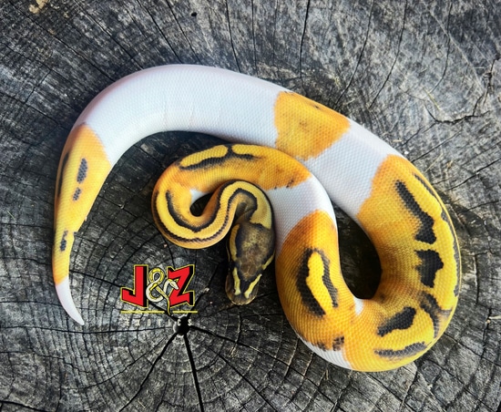Desert Ghost Pied Ball Python by J&Z’s Exotics