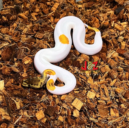 Orange Dream Yellow Belly Pinstripe Pied Ball Python by J & Z’s Exotics