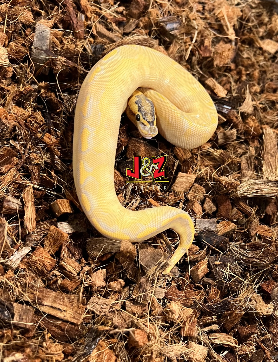 Super Enchi Highway Ball Python by J & Z’s Exotics - MorphMarket