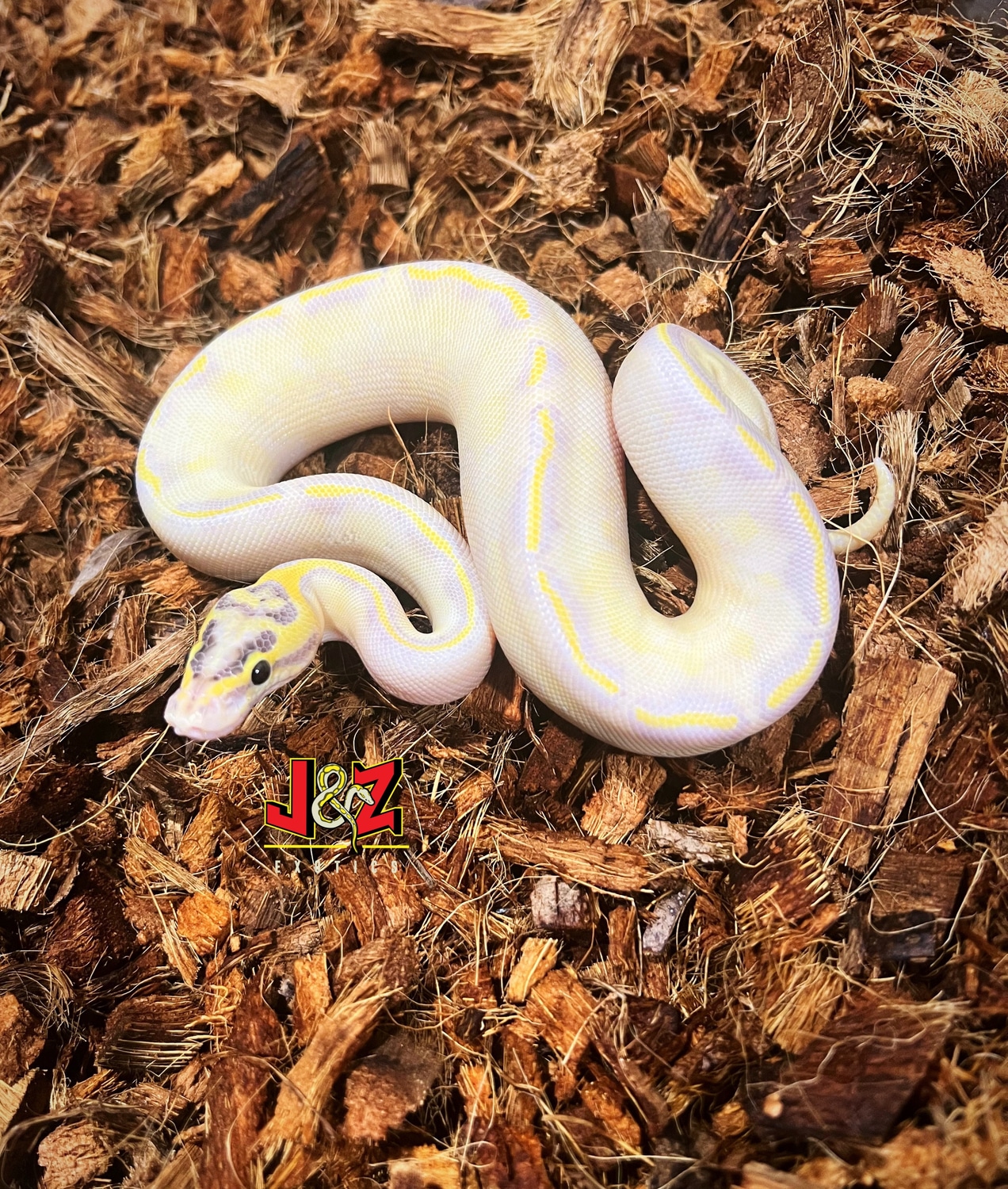 Pastel Super Enchi Ivory Ball Python by J & Z’s Exotics - MorphMarket