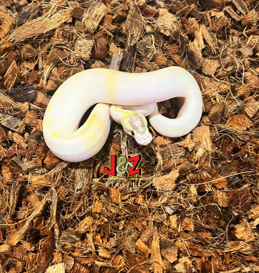 Super Enchi Pastel Ivory Ball Python by J & Z’s Exotics