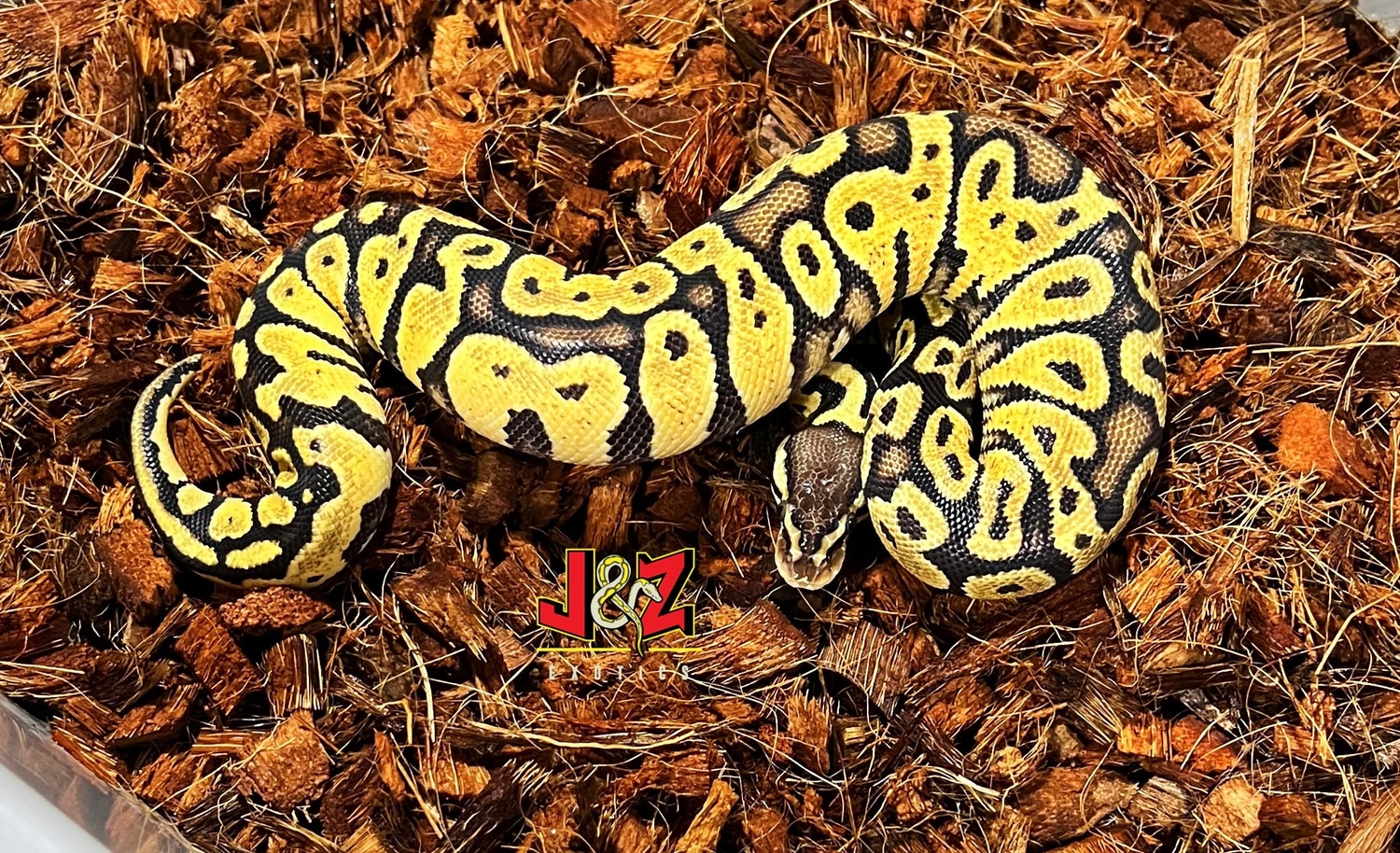 Pastel Asphalt Ball Python by J & Z’s Exotics - MorphMarket