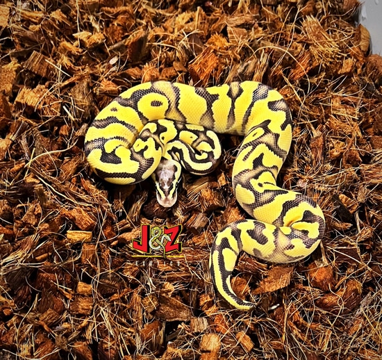 Super Pastel Enchi Yellow Belly Or Asphalt Ball Python by J&Z’s Exotics