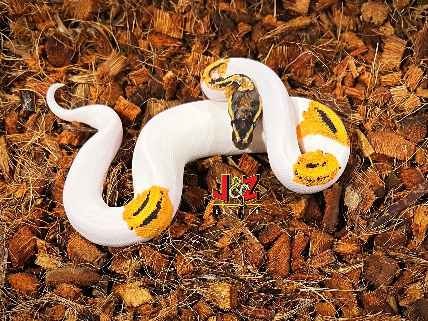 Orange Dream Yellow Belly Pied Ball Python by J & Z’s Exotics - MorphMarket