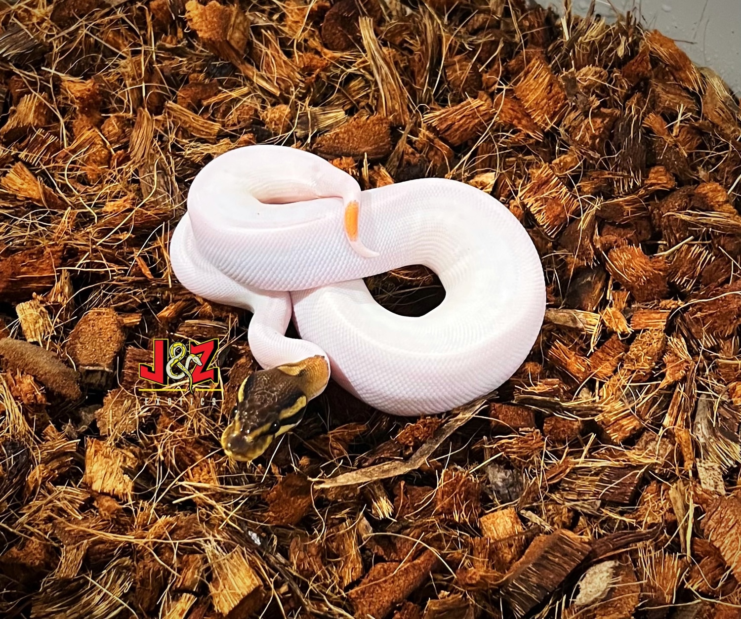 Orange Dream Yellow Belly Cinnamon Pied Ball Python by J & Z’s Exotics - MorphMarket