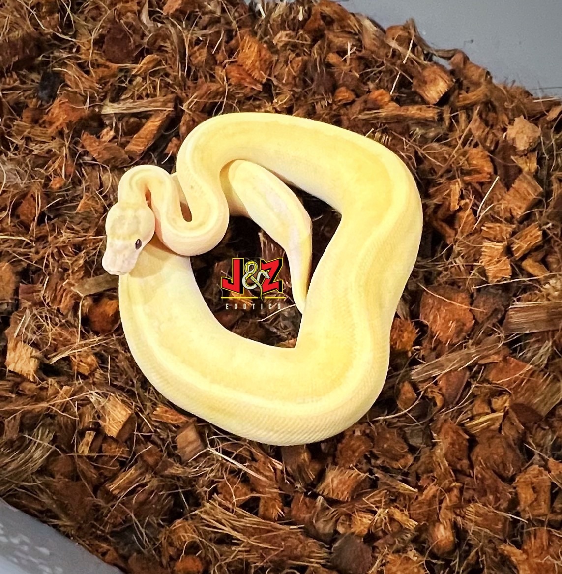 Banana Enchi Puma Possible Super Banana Ball Python by J & Z’s Exotics ...