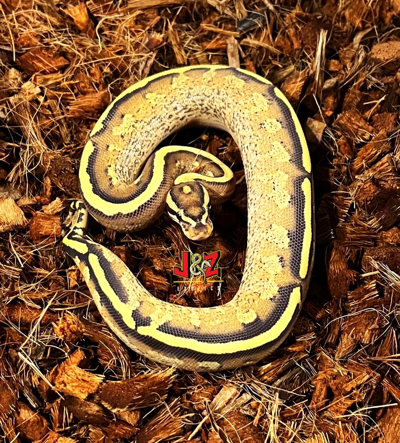 Asphalt Spark Ball Python by J & Z’s Exotics - MorphMarket