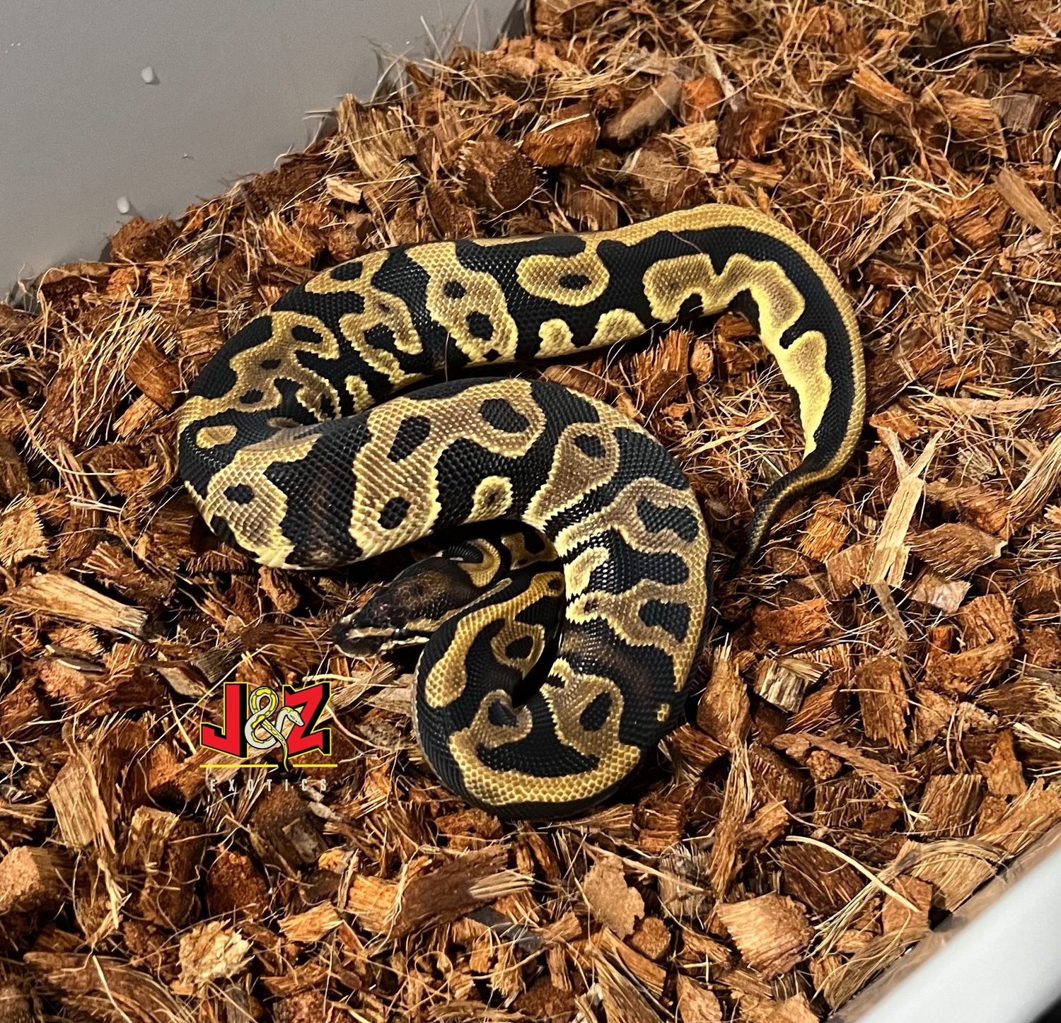 Leopard Het Pied Ball Python by J & Z’s Exotics - MorphMarket