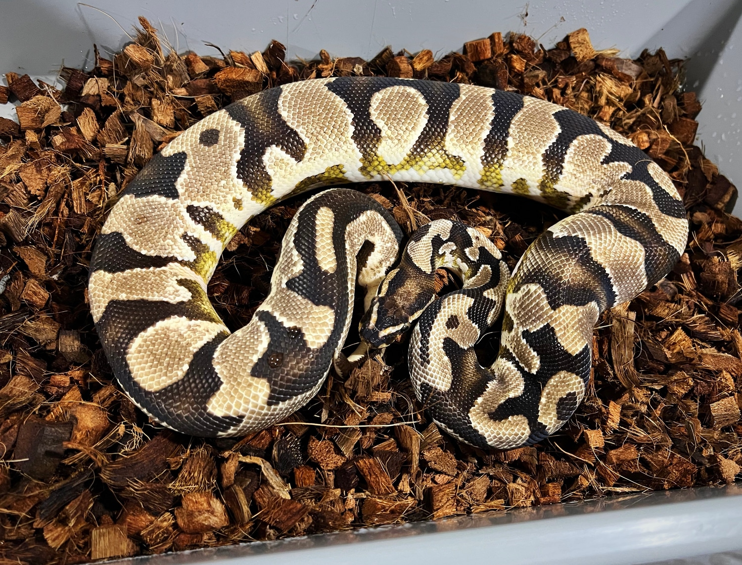 ODYB Het Pied Het Albino ****Free Shipping**** Ball Python by J & Z’s Exotics - MorphMarket