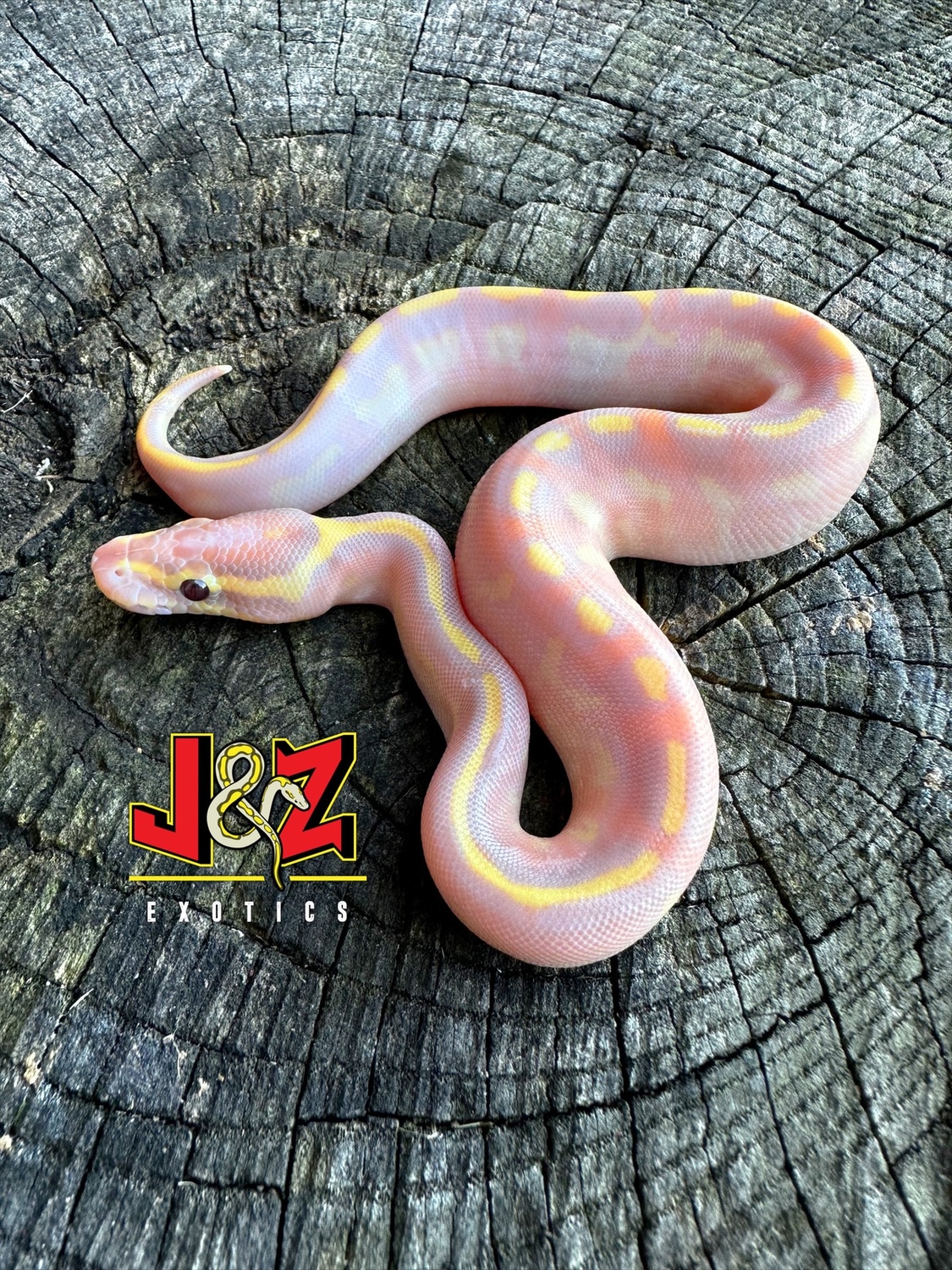 SUPER Banana Mardi Gras (Asphalt/enchi/yellow Belly ****Free Shipping**** Ball Python by J & Z’s ...