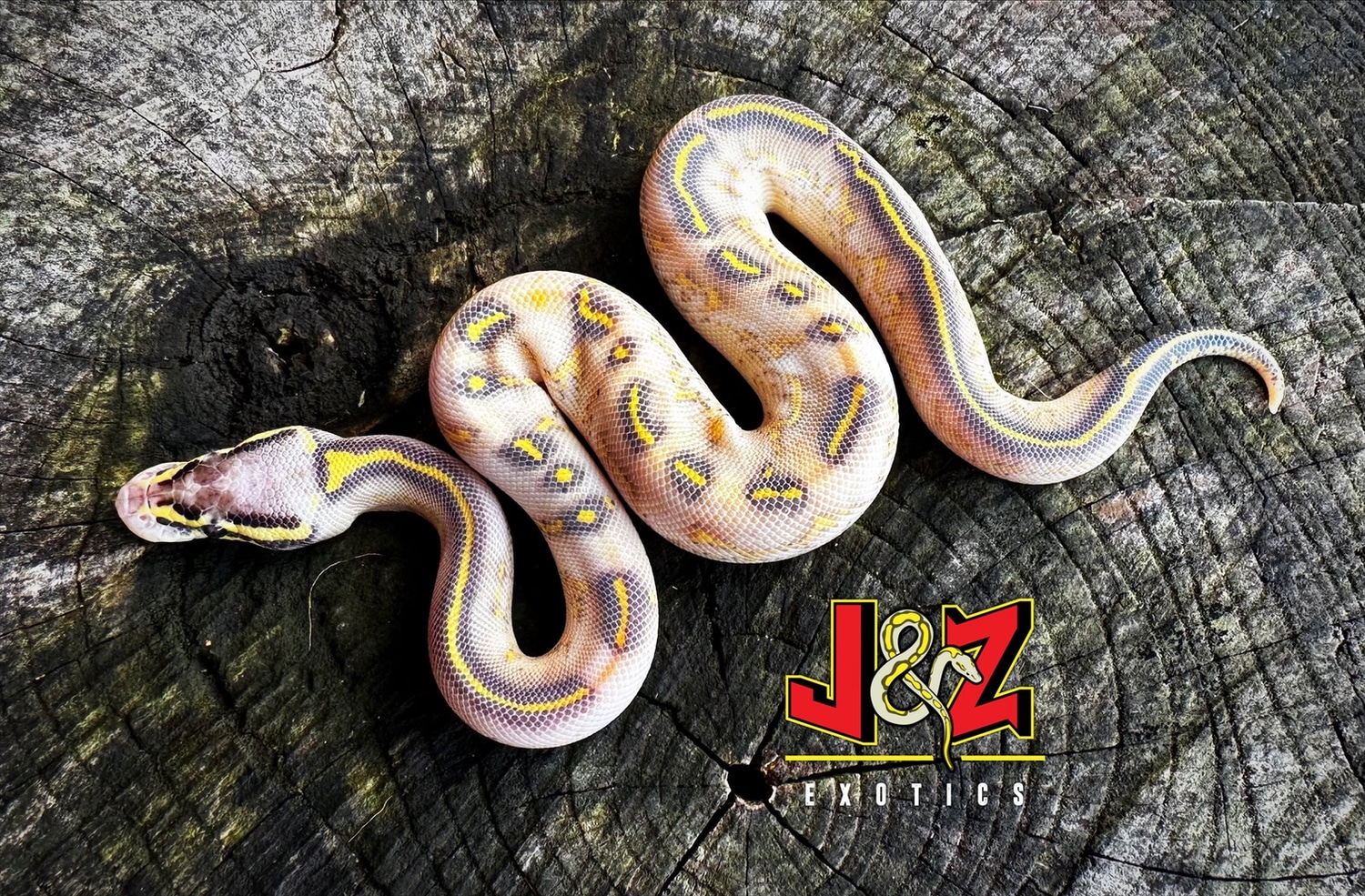Pastel Highway ****Free Shipping**** Ball Python by J & Z’s Exotics ...