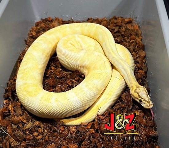 Super Pastel Enchi Highway Ball Python by J&Z’s Exotics