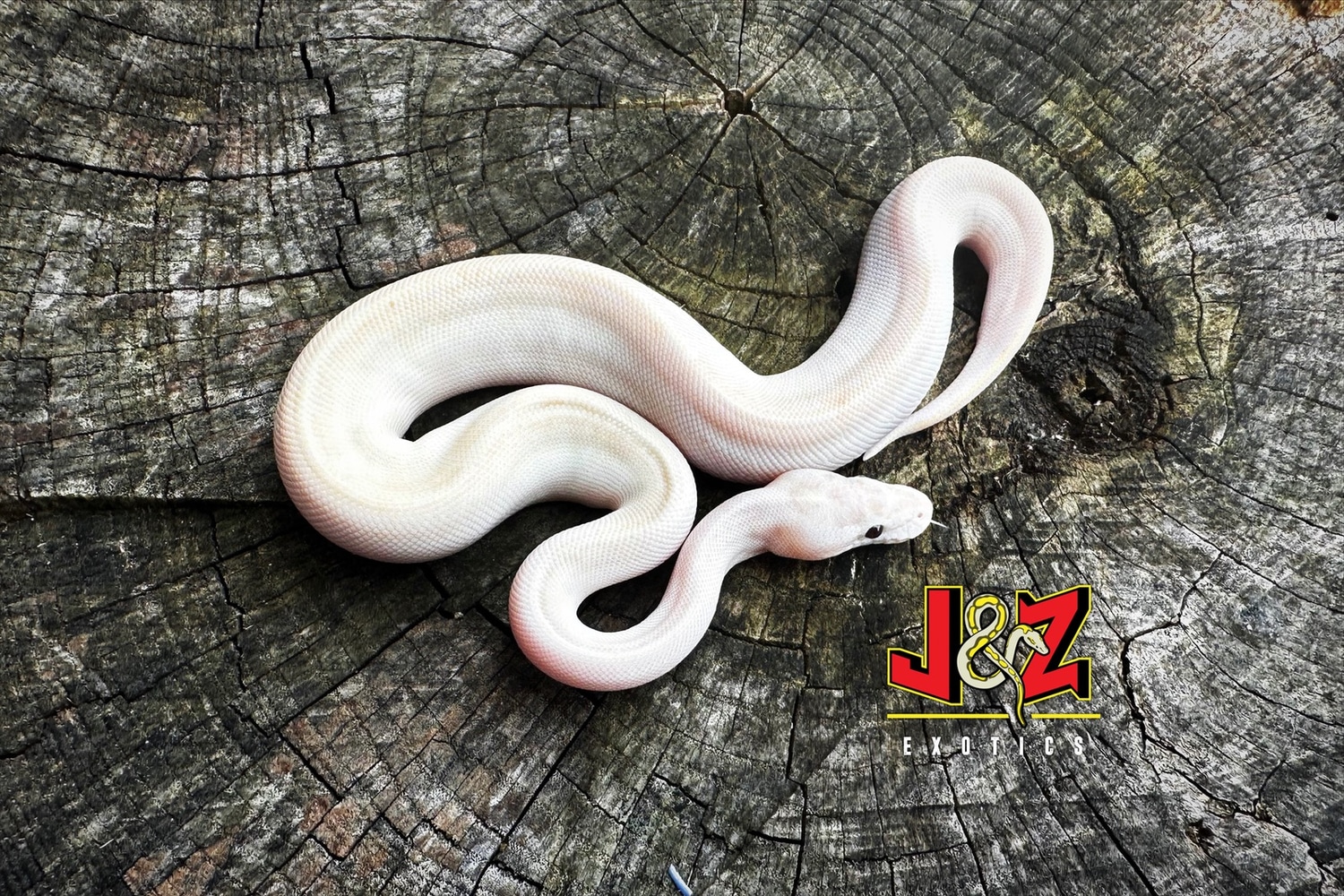 Super Banana Ivory Ball Python by J & Z’s Exotics - MorphMarket