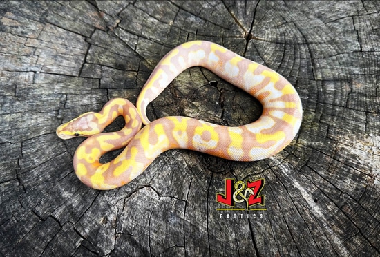 Pastel Enchi Calico Banana Asphalt Or Yellow Belly *****FREE SHIPPING ...