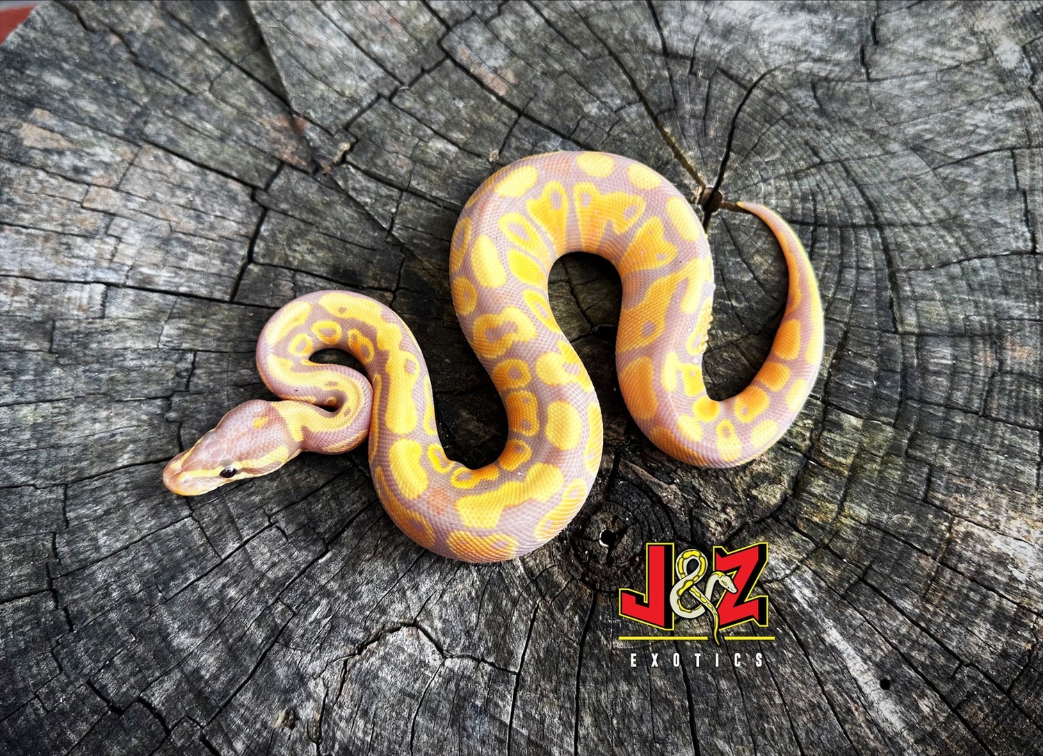 Banana Yellow Belly Or Asphalt *****FREE SHIPPING***** Ball Python by J ...