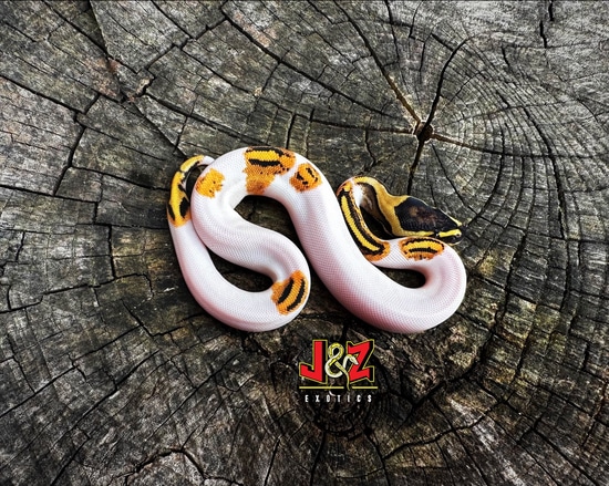 Yellow Belly Pied Het VPI Axanthic Ball Python by J & Z’s Exotics