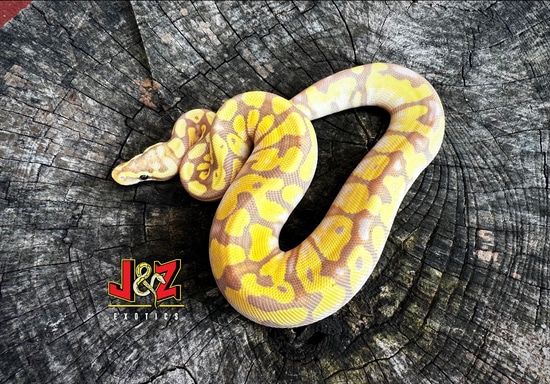 Pastel Enchi Banana Yellow Belly Or Asphalt Possible Calico Ball Python ...