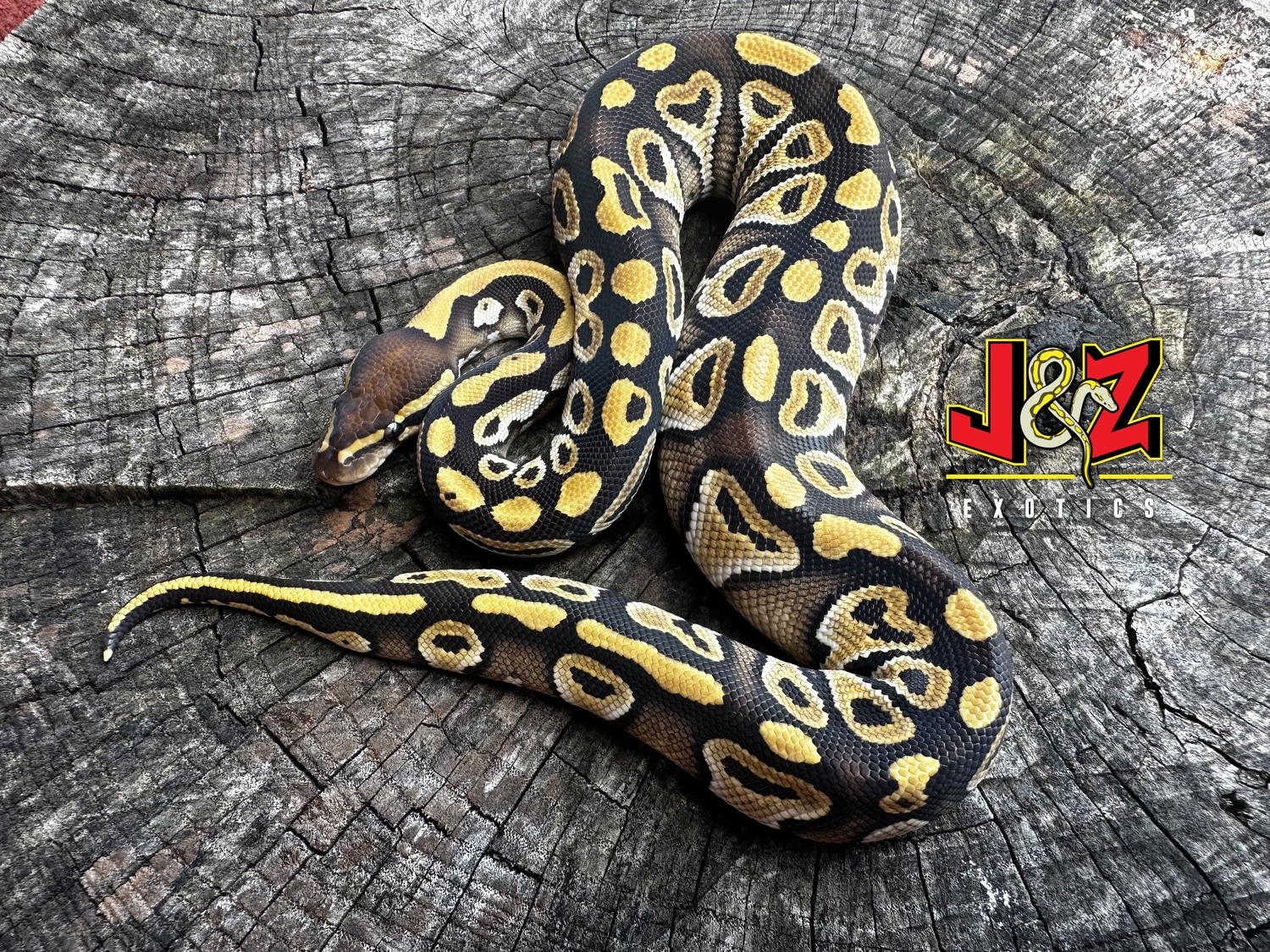 Mojave Double Het Hypo Clown Ball Python by J & Z’s Exotics - MorphMarket