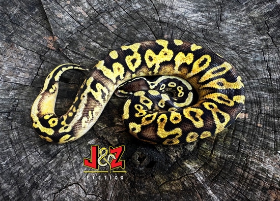Pastel Calico Yellow Belly Or Asphalt Ball Python by J&Z’s Exotics