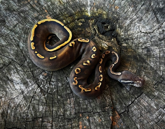 GHI Black Pastel Spotnose Yellow Belly Mojave Ball Python by J&Z’s Exotics