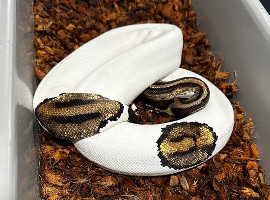 High White Pied Ball Python by J&Z’s Exotics