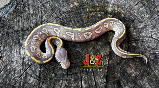 Redhead Mojave Hypo Ball Python by J&Z’s Exotics