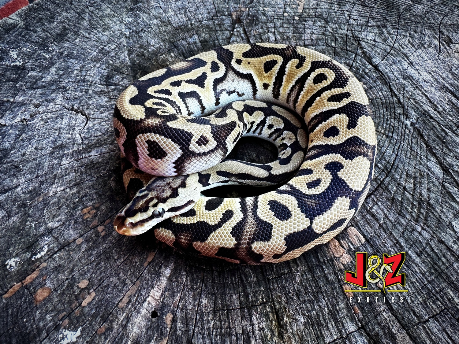 Pastel Spotnose Crypton (Het Clown And Het Cryptic) Ball Python by J ...