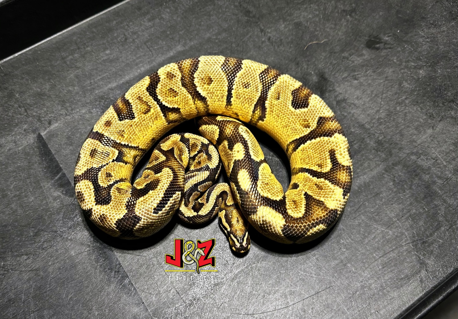 Orange Dream Vanilla Yellow Belly Ball Python by J & Z’s Exotics ...