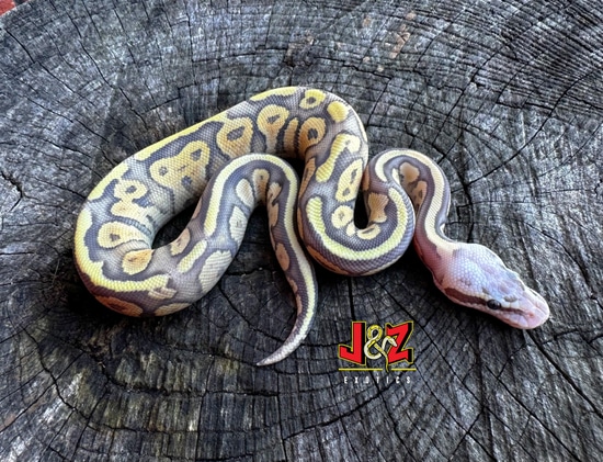 Redhead Pastel Fire Yellow Belly Mojave Hypo Ball Python by J & Z’s Exotics
