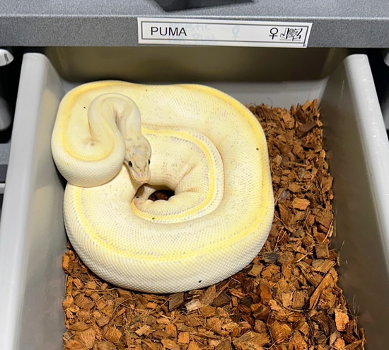 Puma Ball Python by J&Z’s Exotics
